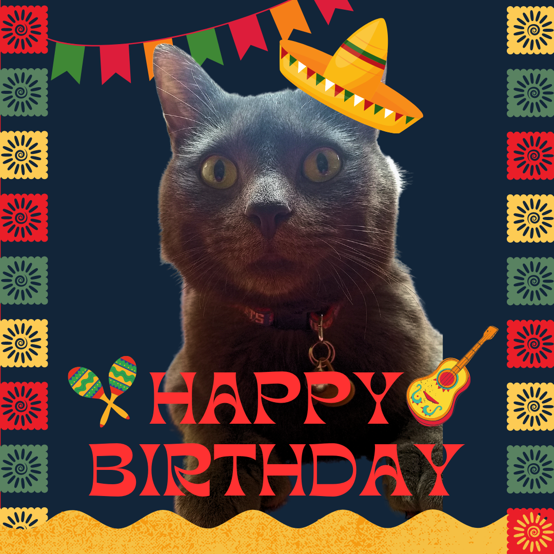 Happy Cinco De Mayo Cat